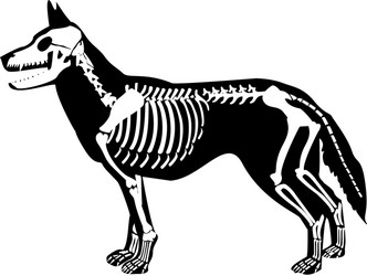 Day of the Dead Dog Vector Images (over 170)