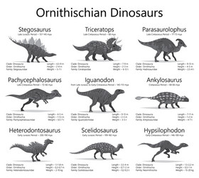 Cladogram ornithischian dinosaurs monochrome Vector Image