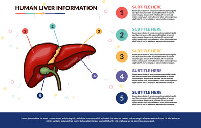 Liver Cancer Infographic Vector Images (over 230)