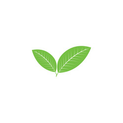 Green tea leaf icon Royalty Free Vector Image - VectorStock