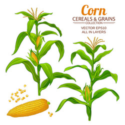 Maize plant diagram infographic elements Vector Image