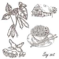 Soybean Soya Drawing Vector Images (over 250)