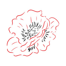 Poppy hand drawn line art isolated Royalty Free Vector Image