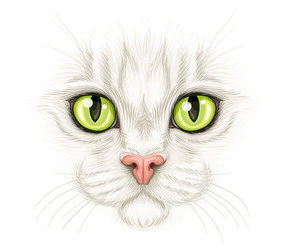 Realistic Cat Vector Images (over 4,400)