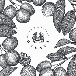 Hand drawn sketch walnut design template organic Vector Image