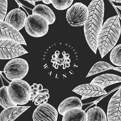 Hand drawn sketch walnut design template organic Vector Image