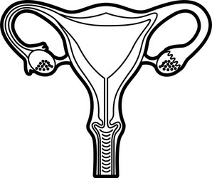 Female reproductive system for coloring page Vector Image