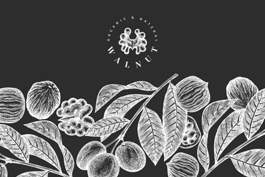 Hand drawn sketch walnut design template organic Vector Image