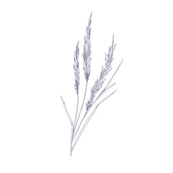 Hand drawn sketch of the reed isolated on white Vector Image