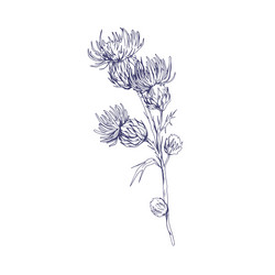 Vintage realistic milk thistle flowers Royalty Free Vector