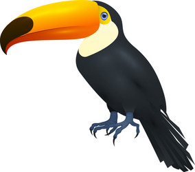 Merry toucan bird Royalty Free Vector Image - VectorStock