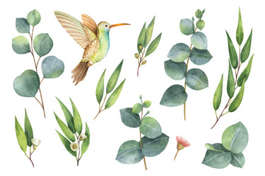 Eucalyptus Vector Images (over 15,000)