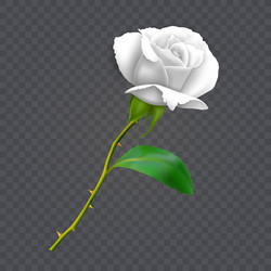 Long Stem Rose Vector Images (over 130)