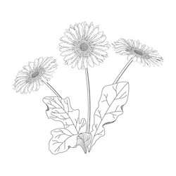 Gerbera Daisy Outline Vector Images (over 390)