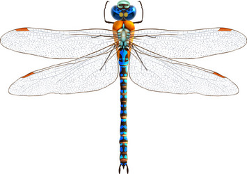 Dragonfly Vector Images (over 16,000)