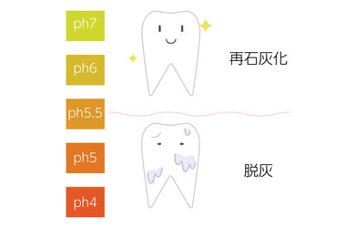 Image of tooth and dental caries by ph value Vector Image