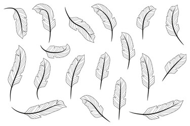 Line feather hand drawn feathers feathers Vector Image
