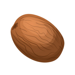 Nutmeg food set cartoon Royalty Free Vector Image