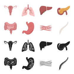 Intestines stomach muscles spine organs set Vector Image