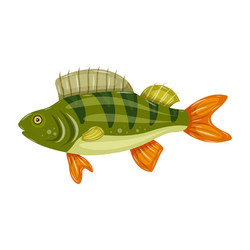 Perch fishing Royalty Free Vector Image - VectorStock