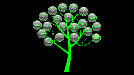 Species Evolution Vector Images (over 250)