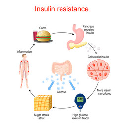 Hyperglycemia insulin resistance Royalty Free Vector Image