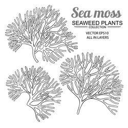 Sea Moss Vector Images (over 450)