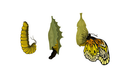 Chrysalis Vector Images (over 590)