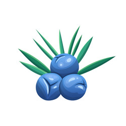 Juniper branch cartoon Royalty Free Vector Image