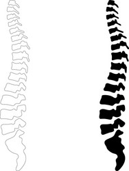 Human spine Royalty Free Vector Image - VectorStock