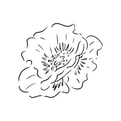 Poppy hand drawn line art isolated Royalty Free Vector Image