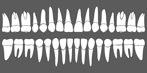 Primary teeth Royalty Free Vector Image - VectorStock