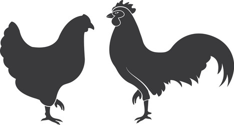 Chicken Vector Images (over 190,000)