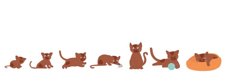 Science life cycle of cat Royalty Free Vector Image