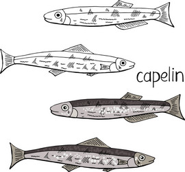 Draw Color Sardines Fish Vector Images (over 100)