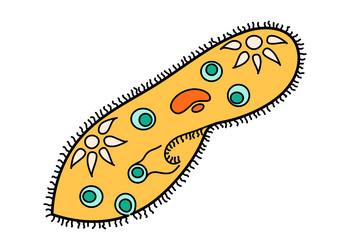 Protists Clipart
