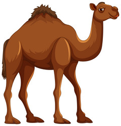 Walking Camel Isolated Royalty Free Vector Image