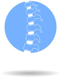 Human spine anatomy medical infographic Royalty Free Vector