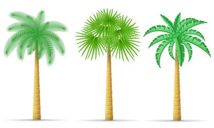 Two palm trees3 Royalty Free Vector Image - VectorStock