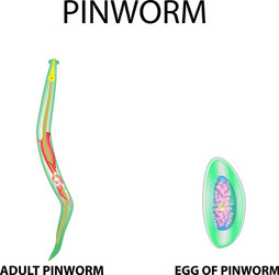 Pinworm Vector Images (over 220)