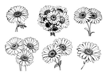 Gerber Daisy Outline