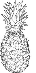 Pineapple Sketch Pencil Vector Images (over 100)