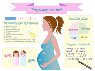 Pregnancy trimester infographic Royalty Free Vector Image