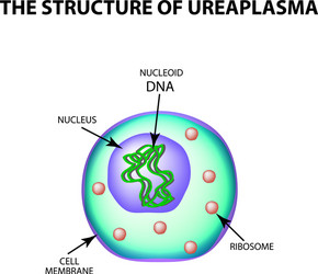 Symptoms of ureaplasmosis in women ureaplasma Vector Image