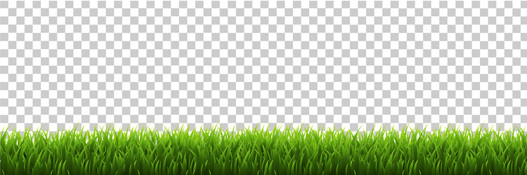 Green grass border set on transparent background Vector Image