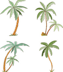 Date Palm Life Cycle Diagram Royalty Free Vector Image