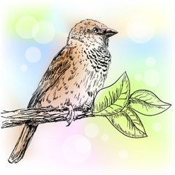 Sparrow Vector Images (over 13,000)