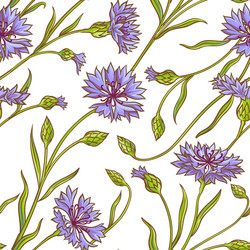Cornflower Vector Images (over 3,100)