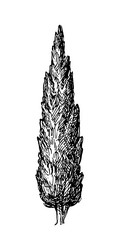 High detail vintage cypress tree drawn Royalty Free Vector