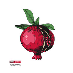 Pomegranate with leaves fresh fruit drawing Vector Image
